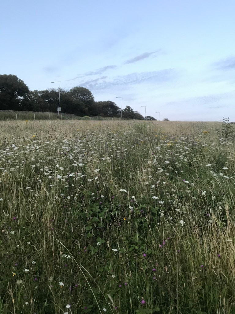 The Wild Redeemer : On Following the Pathless Path of an Imaginal ...